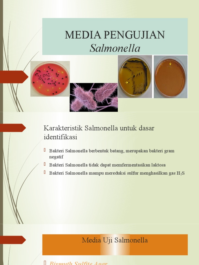 Identifikasi Bakteri Salmonella - Media Pengujian | PDF
