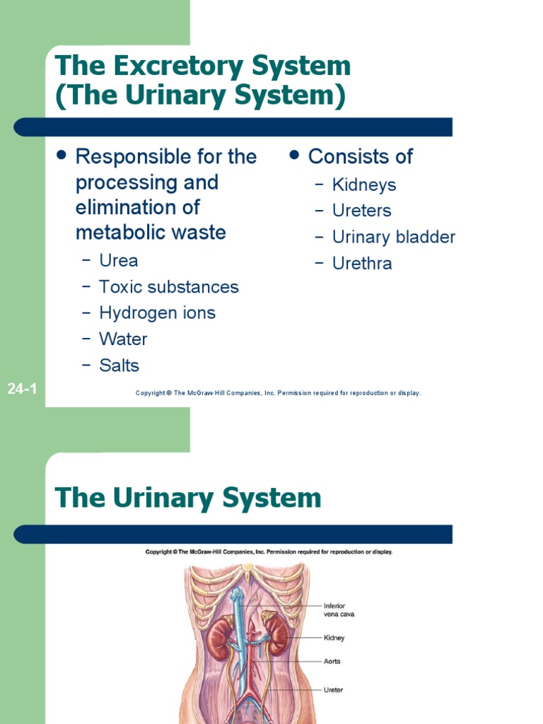 The Excretory System (The Urinary System) : Responsible For The ...