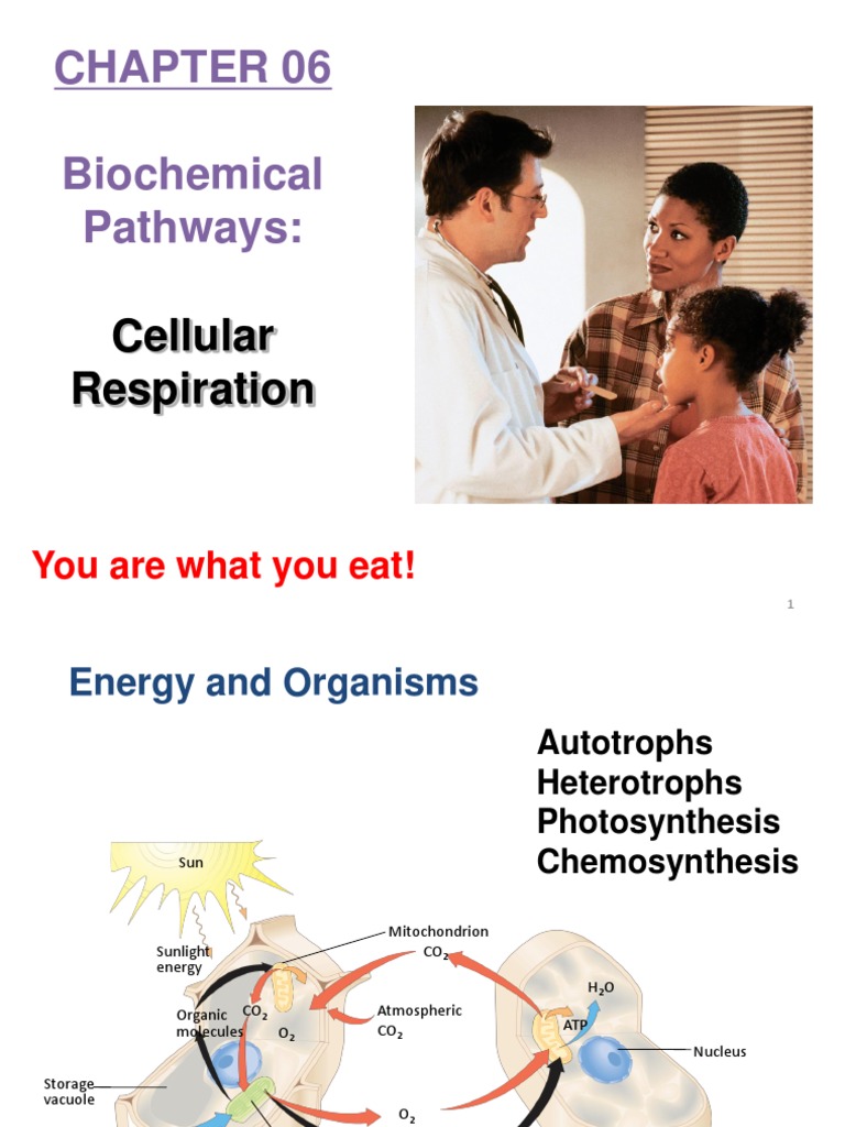 Chapter 6 - Cellular Respiration | PDF | Cellular Respiration | Glycolysis