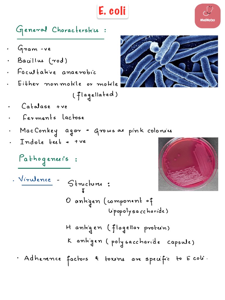 E. Coli | PDF | Escherichia Coli | Bacteria