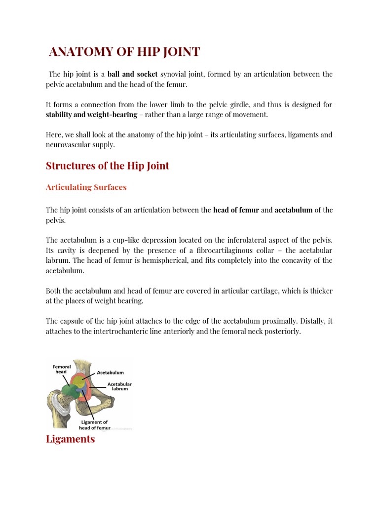 Anatomy of Hip Joint | Download Free PDF | Hip | Pelvis