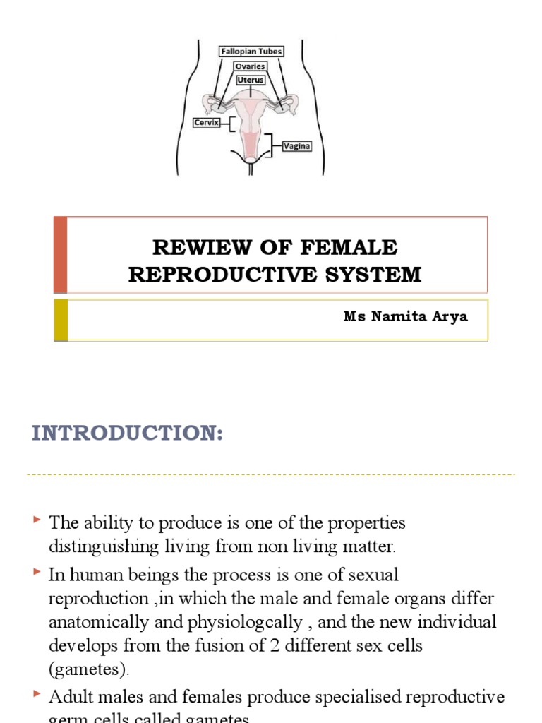 REWIEW OF FEMALE REPRODUCTIVE SYSTEM New | PDF | Labia | Uterus