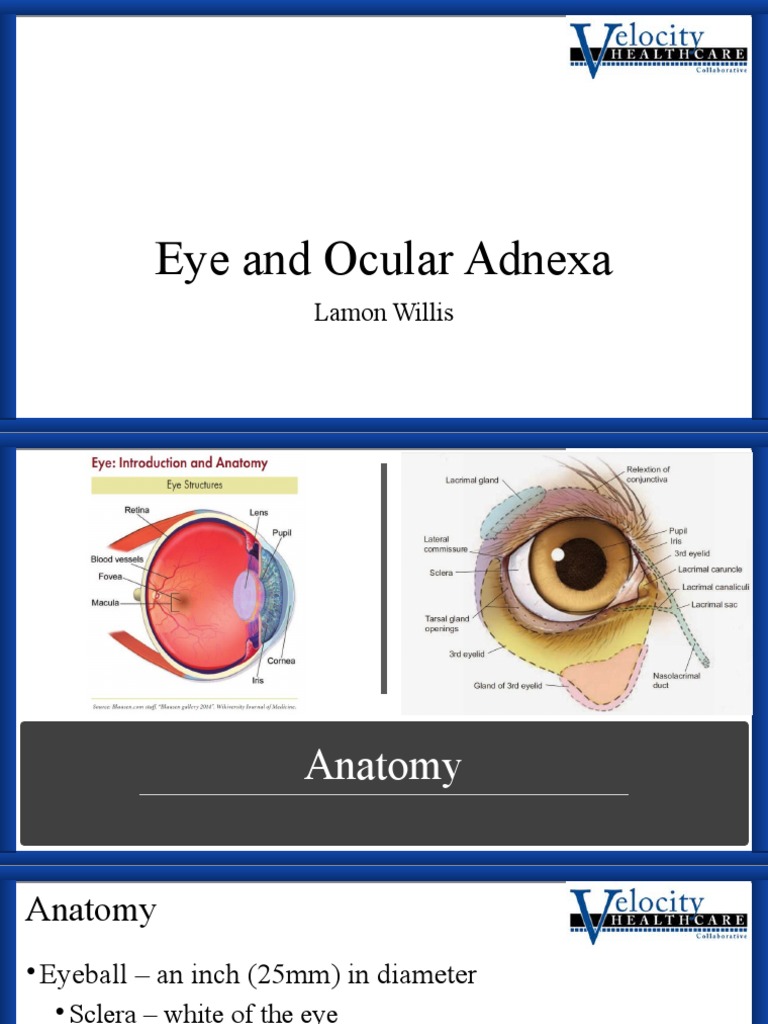 Eye and Ocular Adnexa | PDF