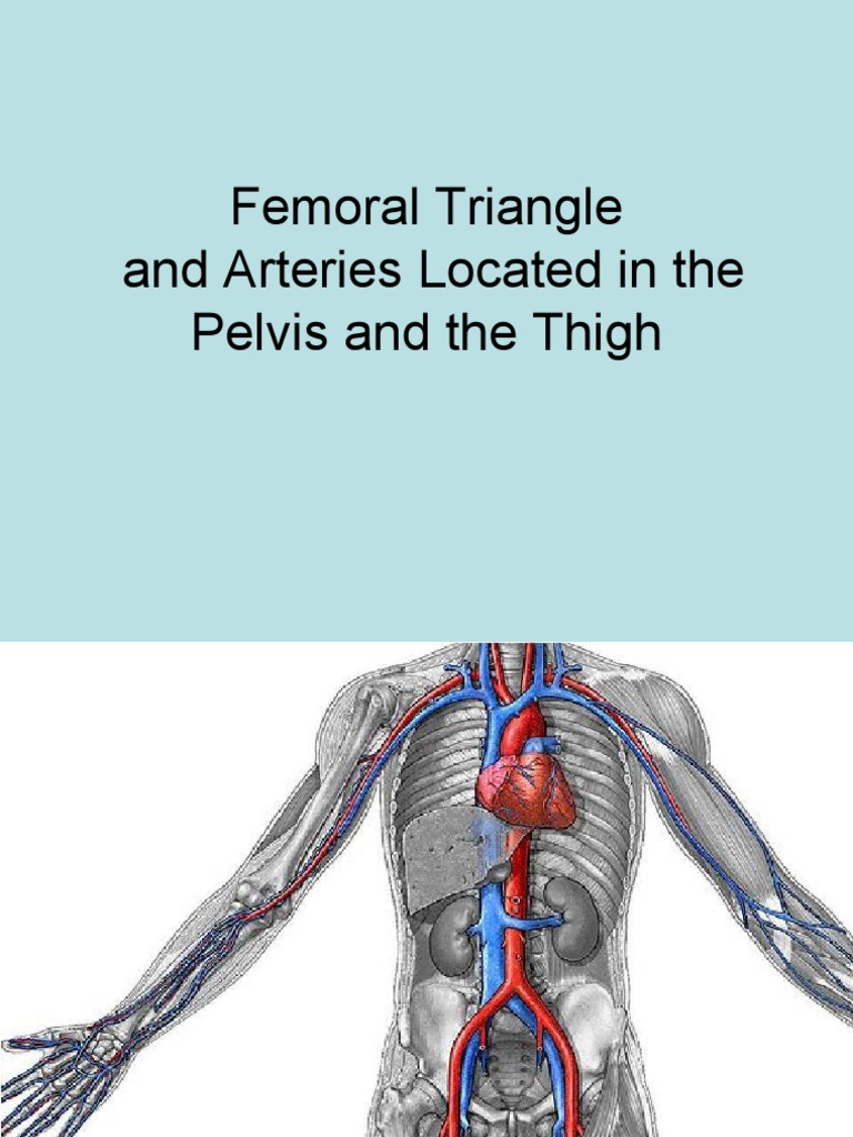 Femoral Triangle | PDF | Pelvis | Lower Limb Anatomy