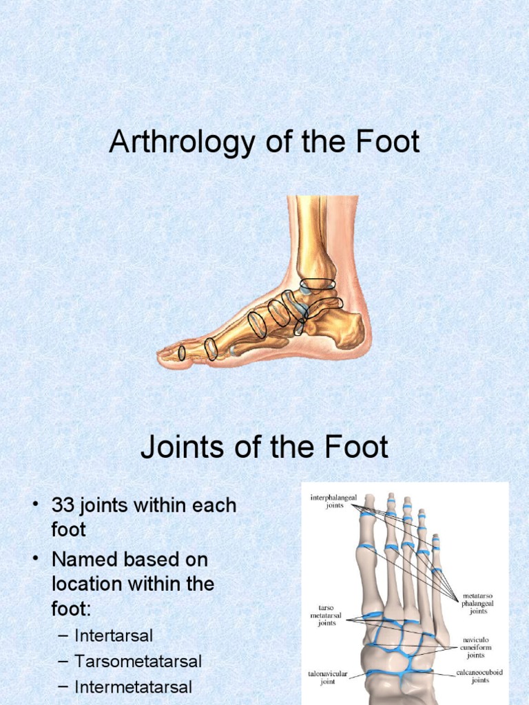 Arthrology of The Foot | PDF | Anatomical Terms Of Motion | Foot
