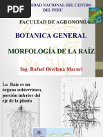 Características y usos del matapalo | PDF | Arboles | Hoja