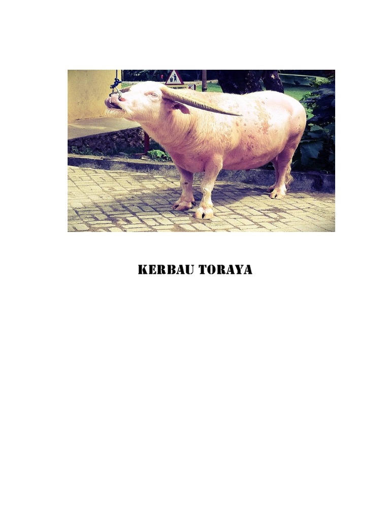 Kerbau Toraja | PDF
