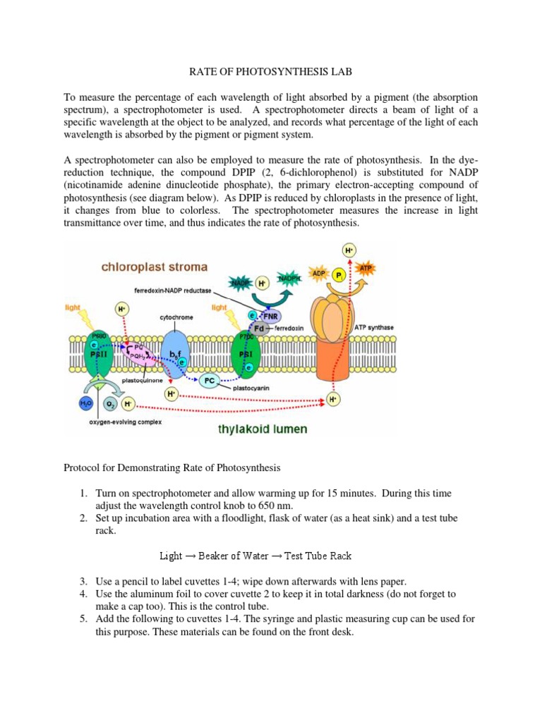 Rate of Photosynthesis Lab | PDF | Spectrophotometry | Photosynthesis