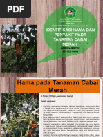 Leaflet Hama Dan Penyakit Tanaman Sayuran | PDF