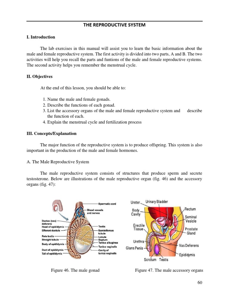Reproductive System Study Guide | PDF | Reproductive System | Menstrual ...