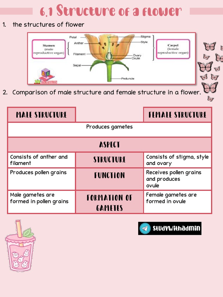 Bio CH6 F5 Studywithadmin | PDF | Fertilisation | Seed