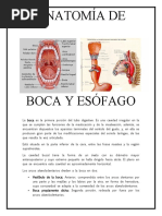 Anatomía y Función de la Región Labial | PDF | Labio | Anatomía humana