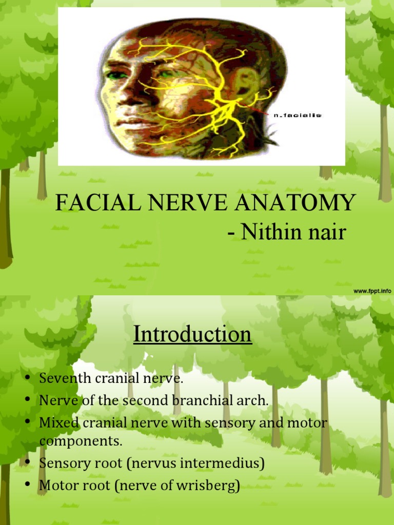 Facial Nerve Anatomy - Nithin Nair | PDF | Nervous System ...