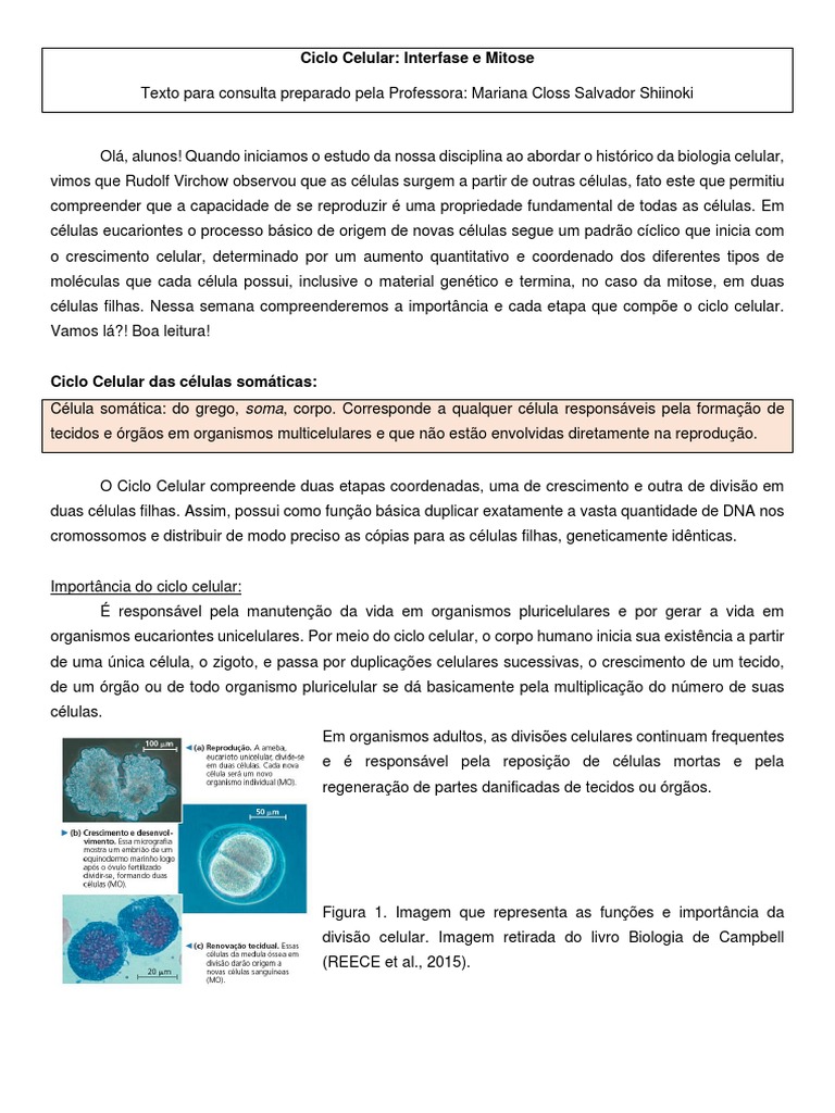 Ciclo Celular - Interfase e Mitose | PDF | Mitose | Célula (Biologia)