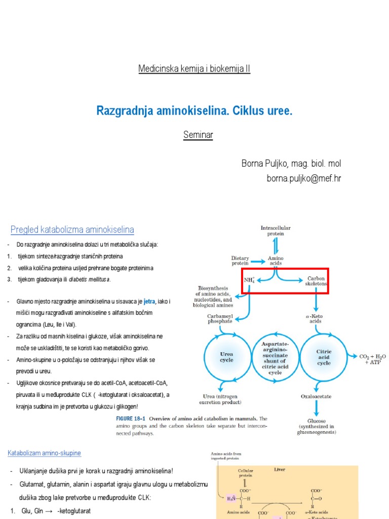 Razgradnja Aminokiselina. Ciklus Uree. BP 2021 | PDF