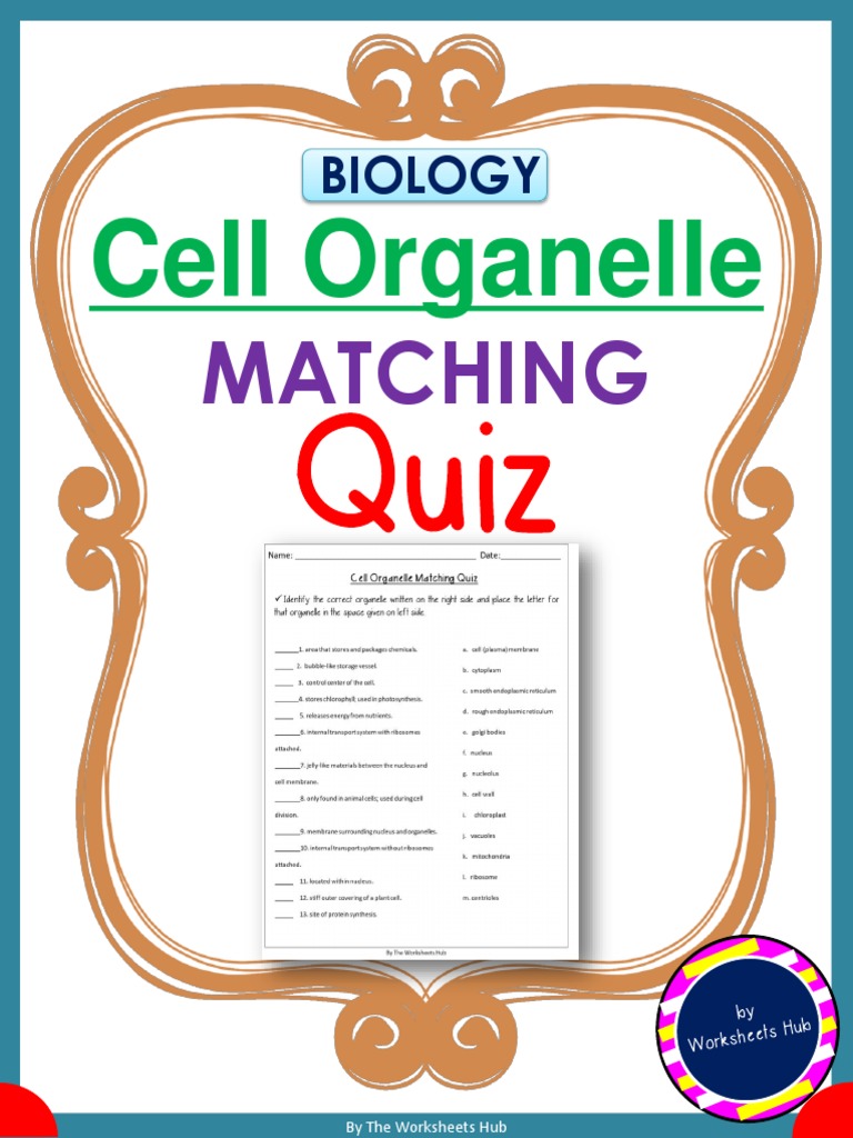 Cell Organelle: Matching | Download Free PDF | Cell (Biology) | Organelle