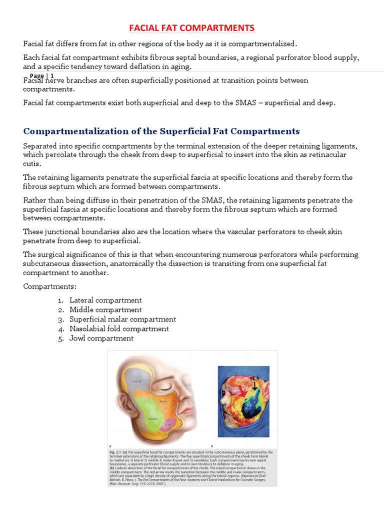 Facial Fat Compartments Pdf Human Anatomy Anatomy