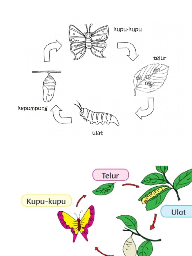 Gambar Kupu2 | PDF