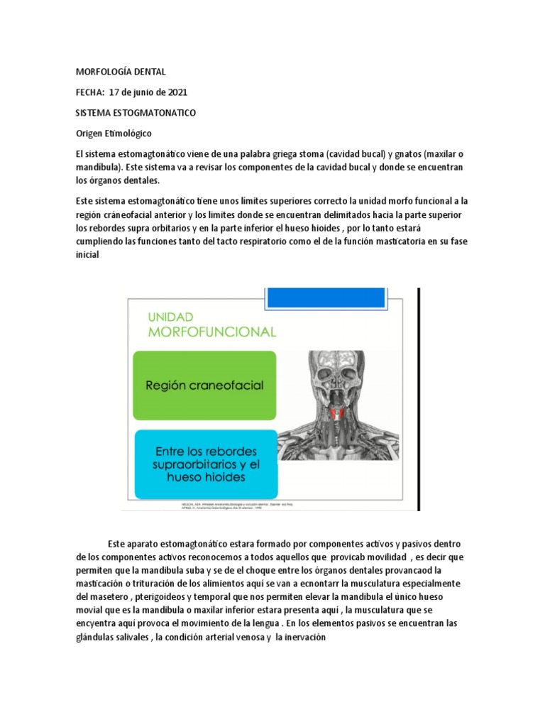 Morfología Dental Pdf Esmalte De Dientes Diente