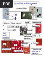 Flow Chart For Bacterial Identification | PDF