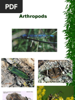 Montessori Butterfly Nomenclature Cards Ages 6 To 9 | PDF