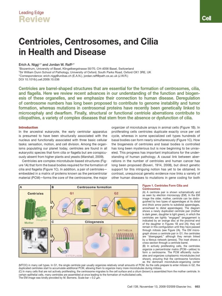 Centrioles, Centrosomes, and Cilia | PDF | Mitosis | Microtubule