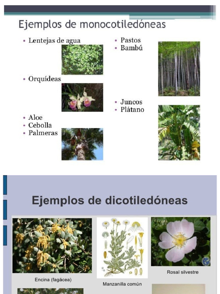 Ejemplos De Eudicotiledóneas Monocotiledóneas Y Dicotiledóneas