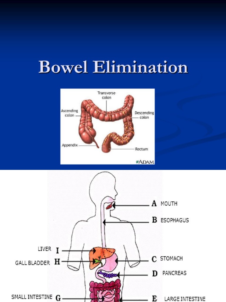 Understanding Bowel Elimination Processes | PDF | Constipation | Rectum