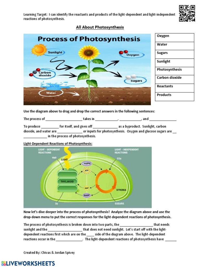 Photosynthesis Worksheet | PDF | Photosynthesis | Chemical Reactions