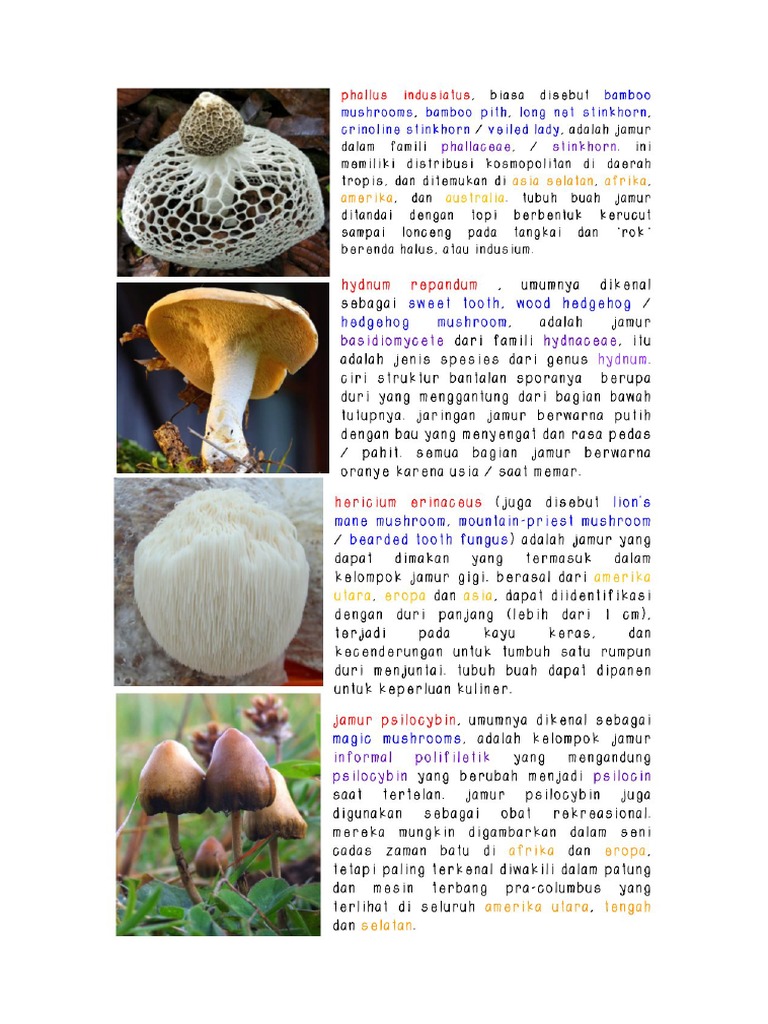 Macam Macam Jamur | PDF