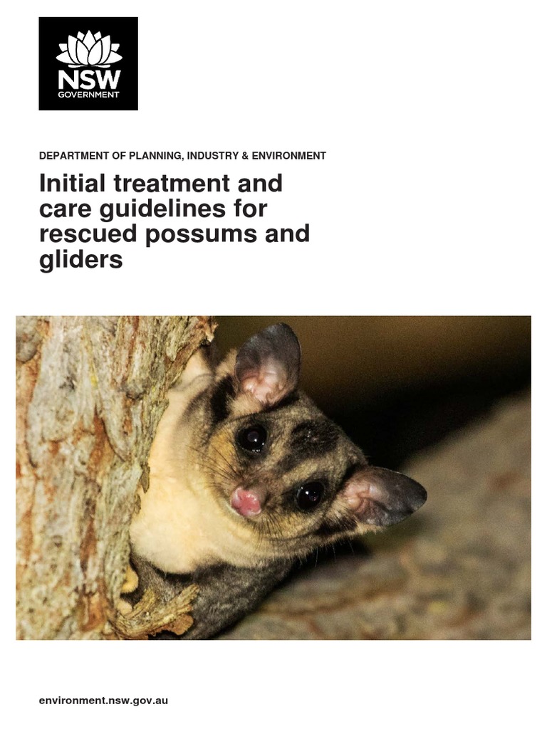 Initial Treatment and Care Guidelines For Rescued Possums and Gliders ...