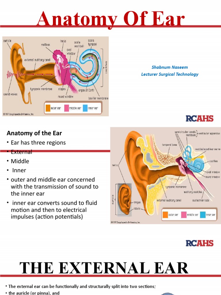 Anatomy of Ear. | PDF | Ear | Auditory System
