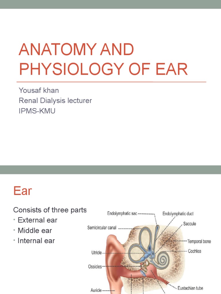 Anatomy and Physiology of Ear | PDF | Ear | Auditory System