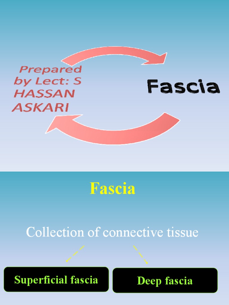 Fascia | PDF | Anatomy | Musculoskeletal System