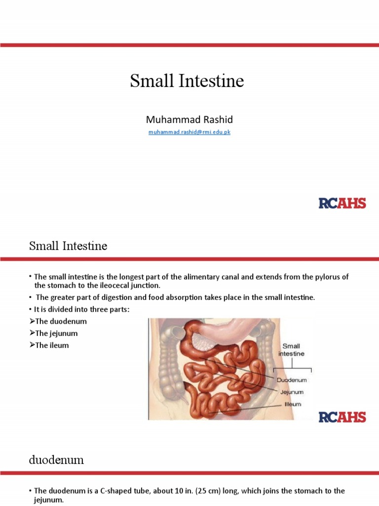 Small Intestine | PDF | Small Intestine | Pancreas