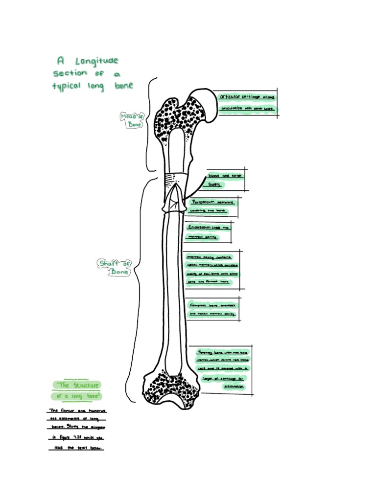 Anatomy and Structure of Long Bones | PDF | Bone | Anatomy