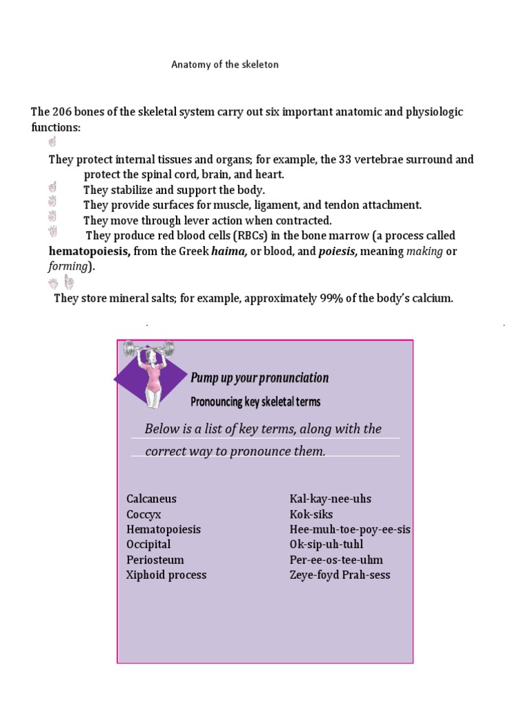Skeletal System | PDF | Skull | Foot
