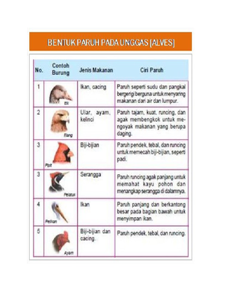 Jenis Paruh Burung | PDF