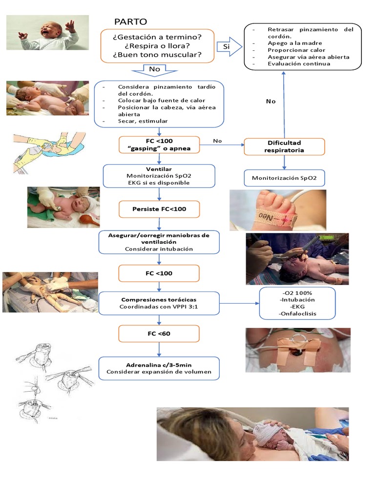 Flujograma RCP Neonatal | PDF