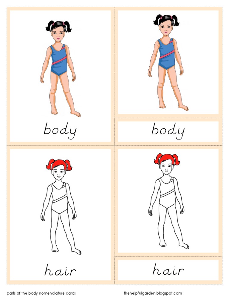 Parts of The Body Nomenclature Cards | PDF | Human Anatomy