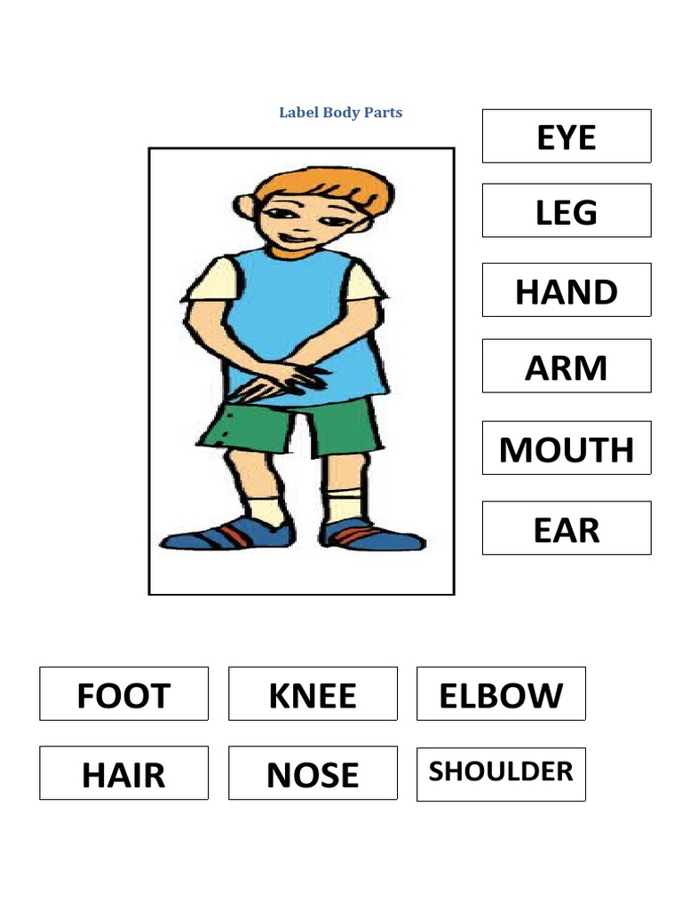 Body Parts Labeling Worksheet | PDF