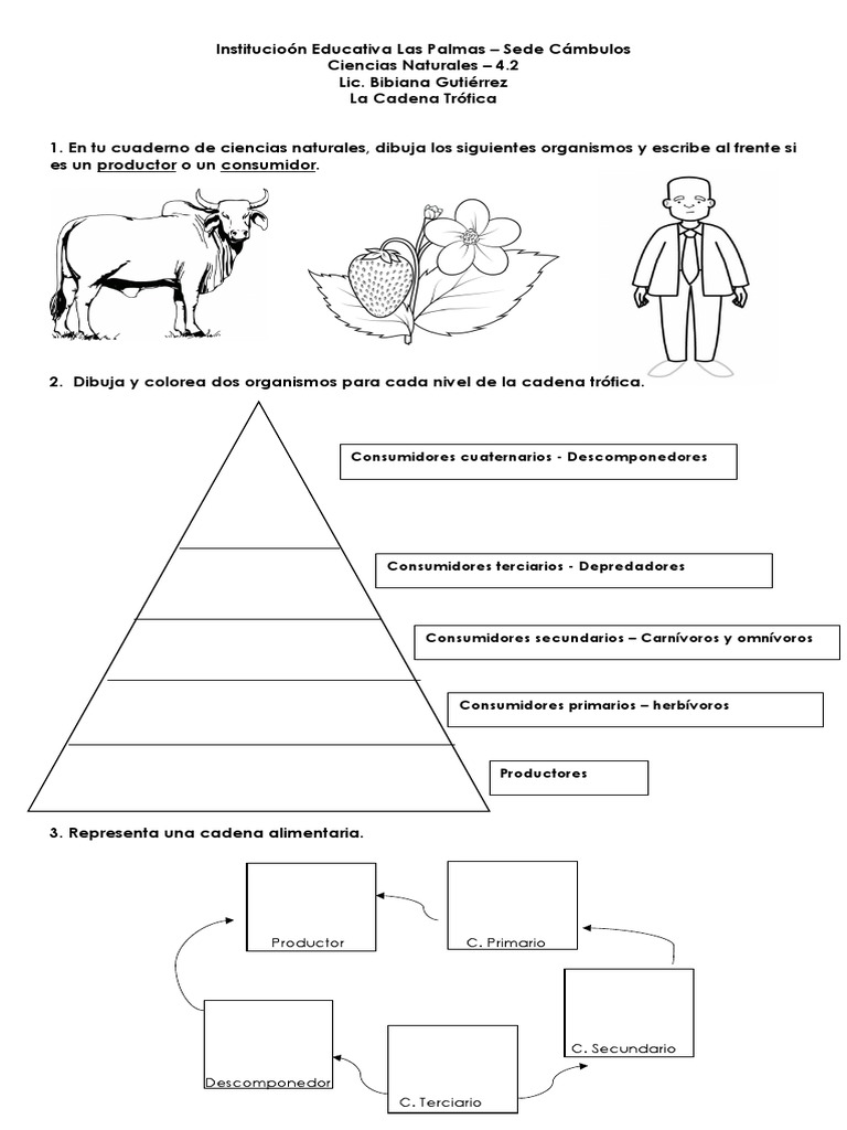 Actividad Cadena Trofica | PDF