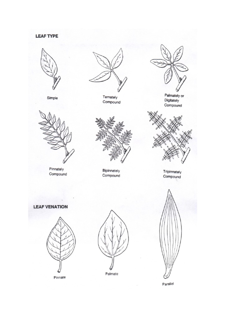 Leaf Morphology | PDF