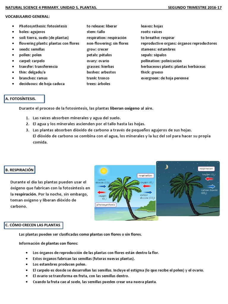Natural Science 4º Unit 5 Spanish Vocab | PDF | Flores | Plantas