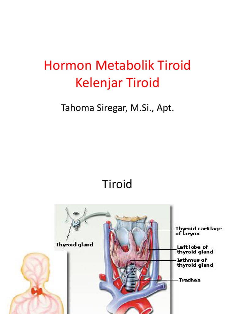 Kuliah 13, Kelenjar Tiroid | PDF