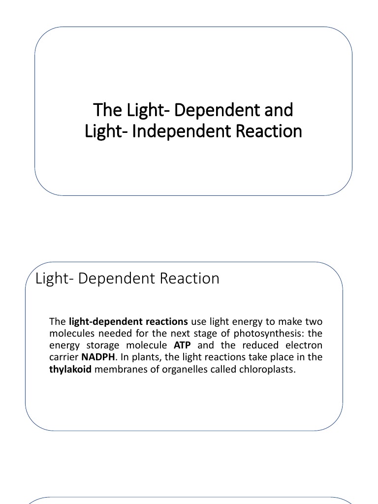 The Light Dependent and Light Independent Reaction LECTURE | PDF