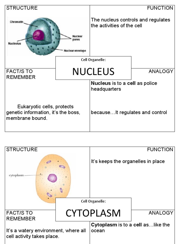 Euk Organelle WS | PDF | Cell (Biology) | Organelle