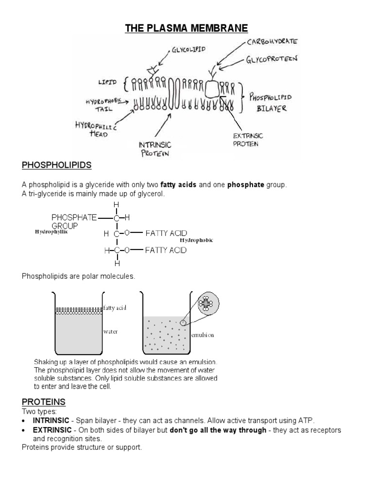 The Plasma Membrane | PDF | Cell Membrane | Osmosis