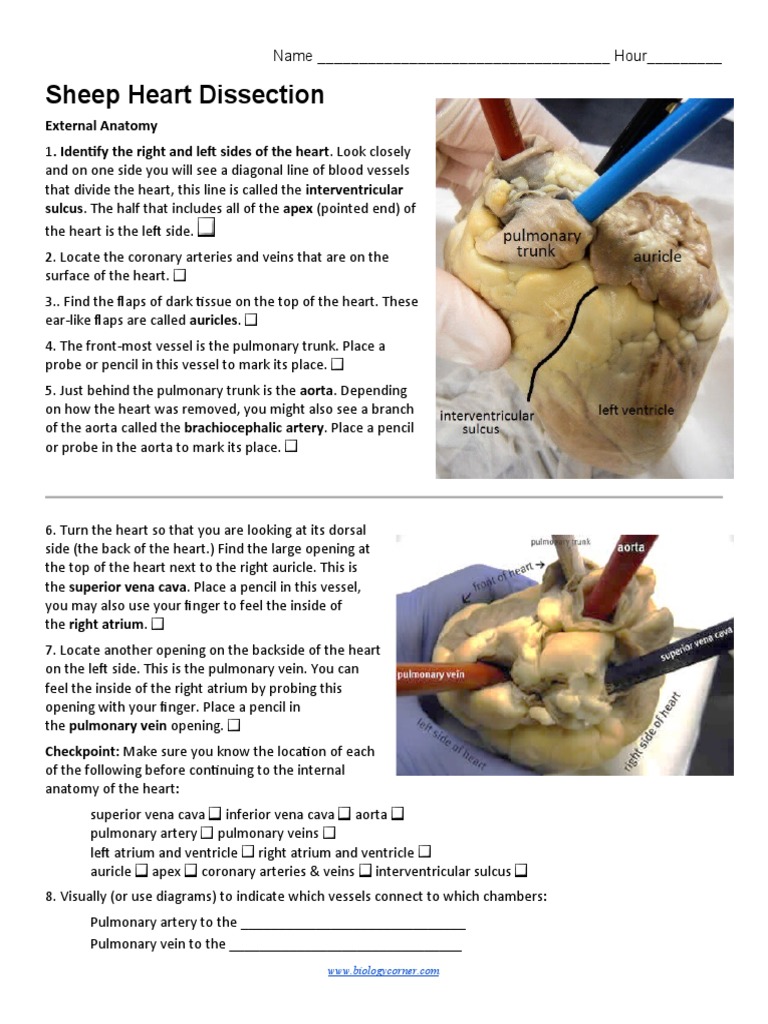Sheep Heart Dissection Guide | PDF | Heart | Heart Valve