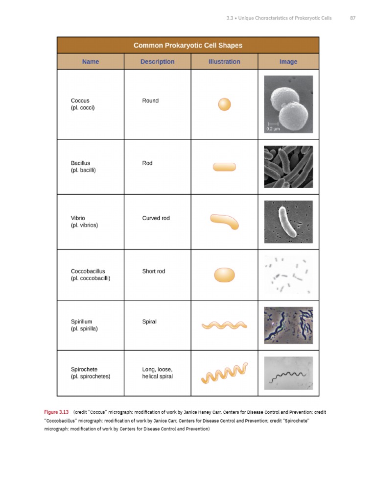 Microbiology Cell Shapes | PDF | Osmosis | Biology